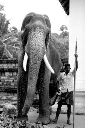 earthstoriez| Myth & Folklore of Buddhas Tooth Relic,Kandy Esala Perahera